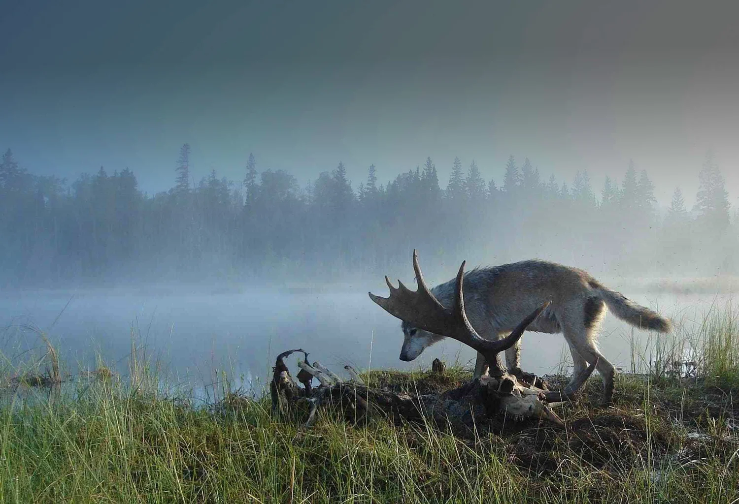 Wolf Moose Foundation