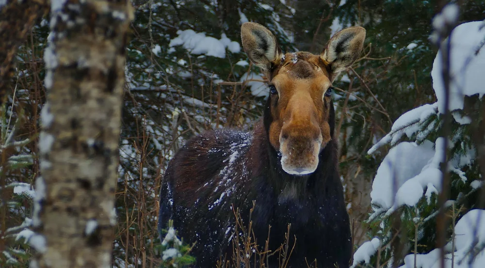 Wolf Moose Foundation