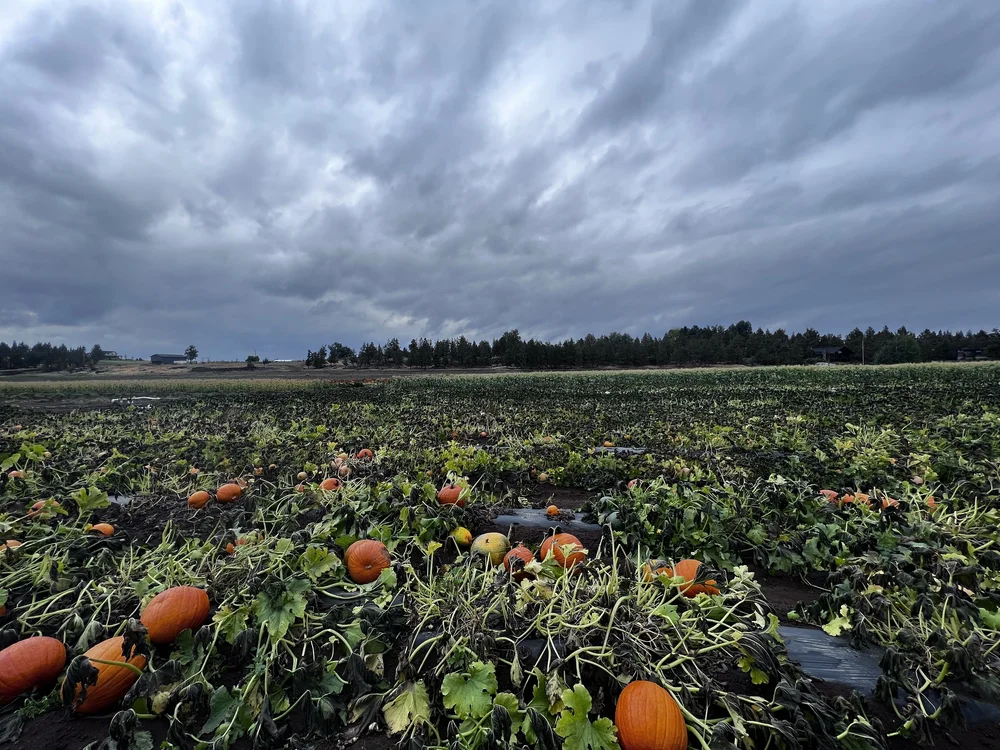 What's in Season — Well Rooted Produce