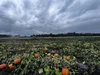 What's in Season — Well Rooted Produce