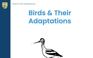 USFWS Lesson Plans — Art of Conservation