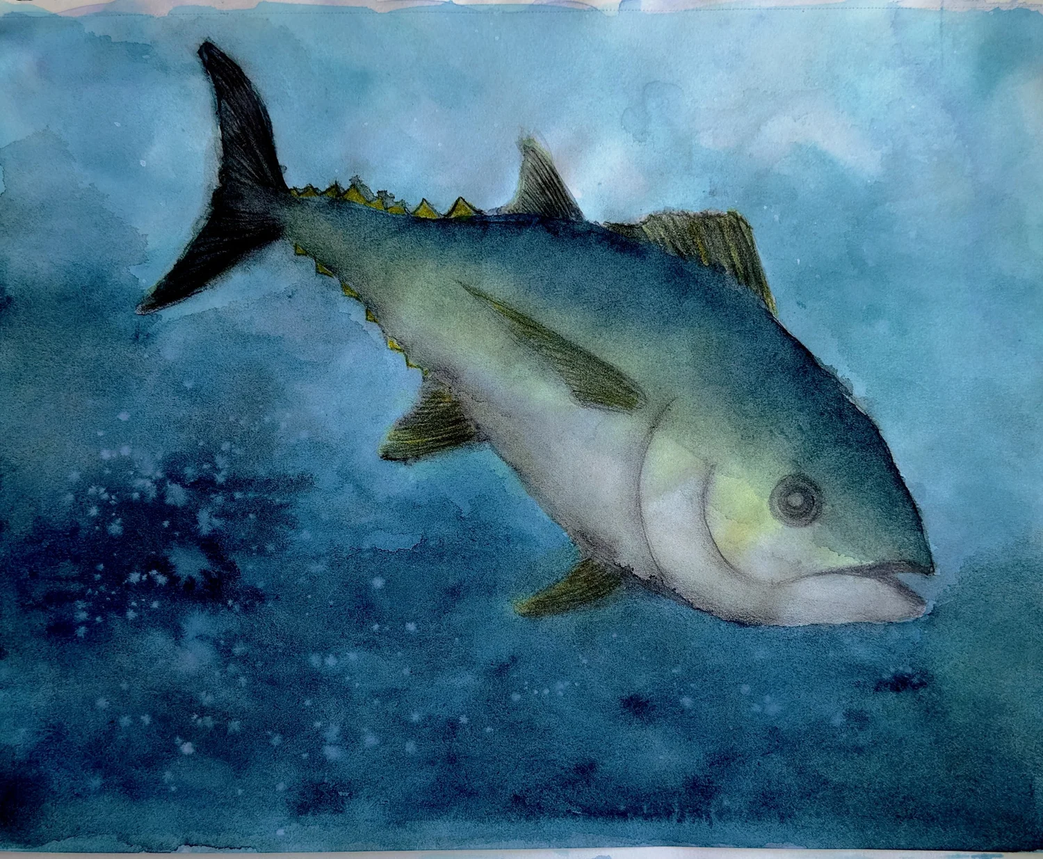 Fish Art Contest — Art of Conservation
