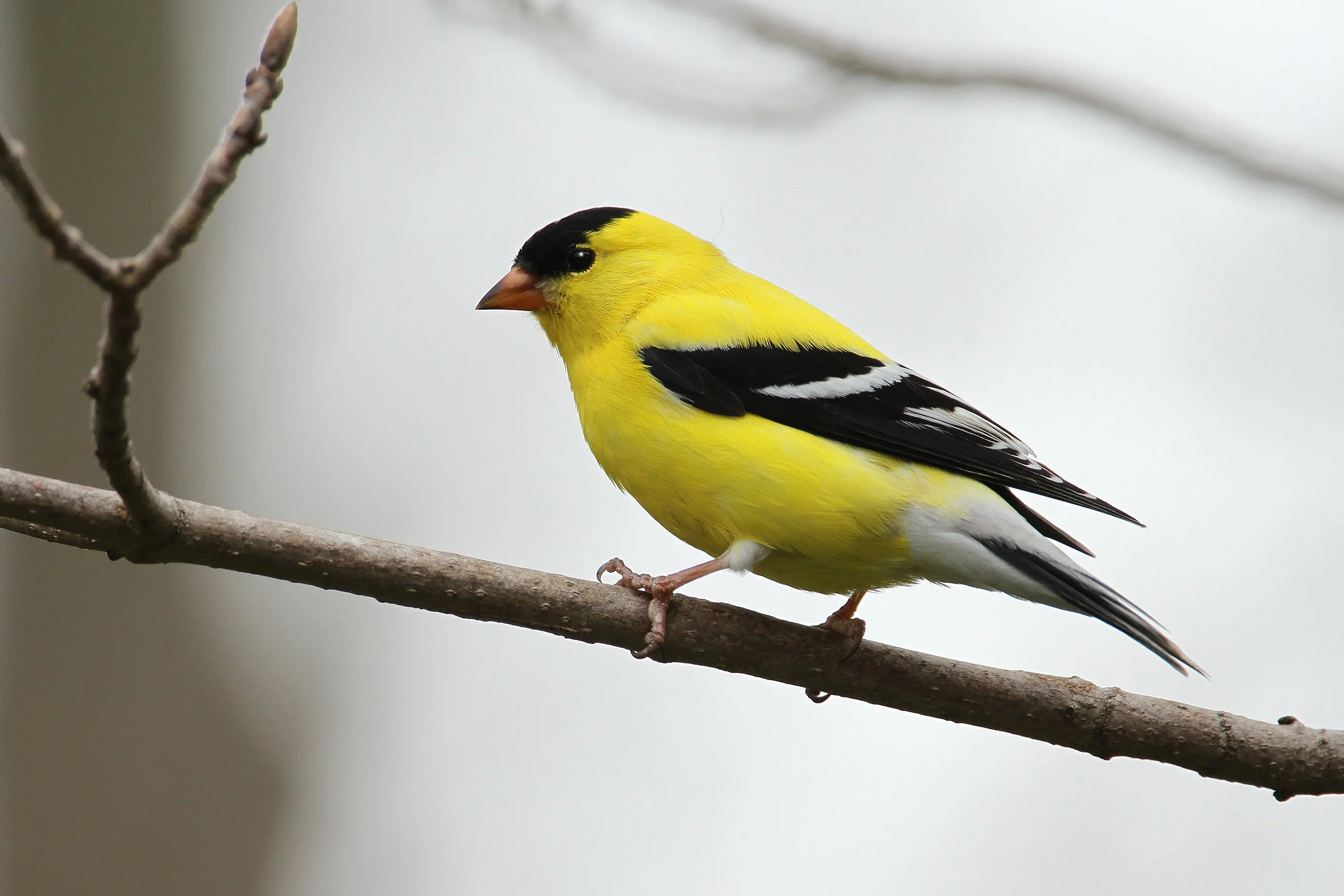 Songbird Art Contest — Art of Conservation