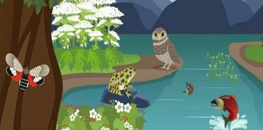 Invasive Species Games & Activities — Art of Conservation