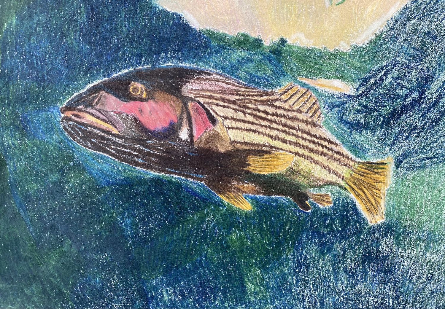 2024 - Fish Art 1st Place | Discover Top Fish Art — Art of Conservation