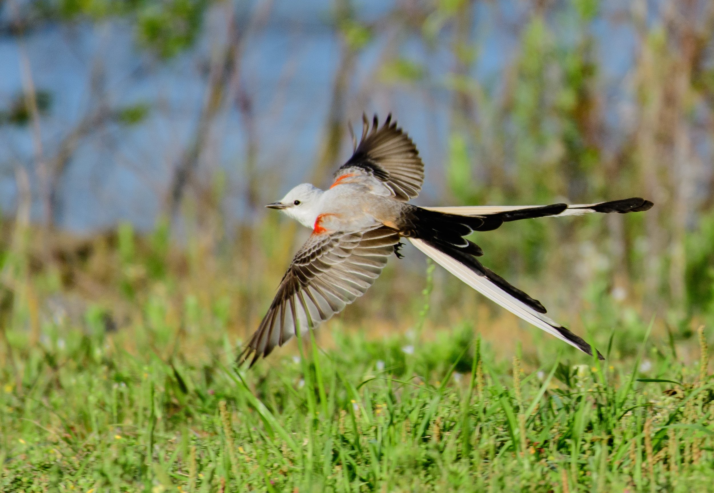 Songbird Art Contest — Art of Conservation