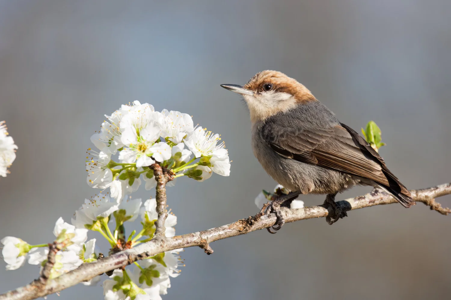 Songbird Art Contest — Art of Conservation