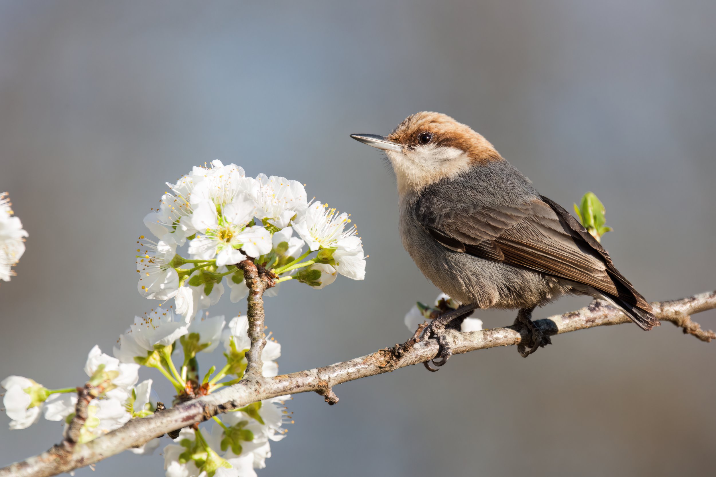 Songbird Art Contest — Art of Conservation