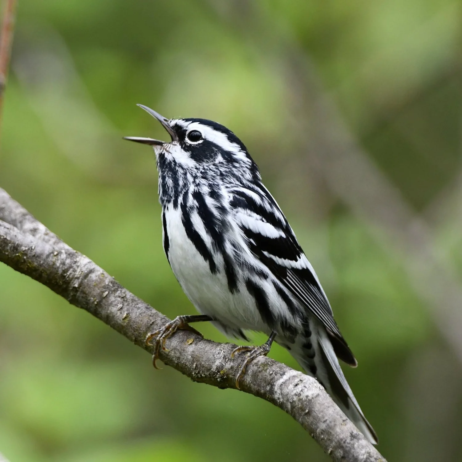 Songbird Art Contest — Art of Conservation