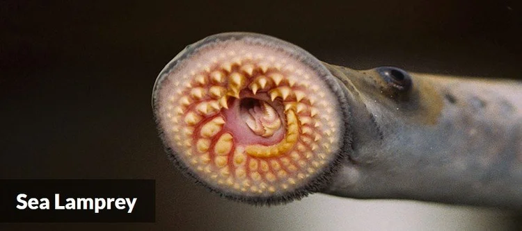 Sea Lamprey: A Great Lake Invader — Art of Conservation