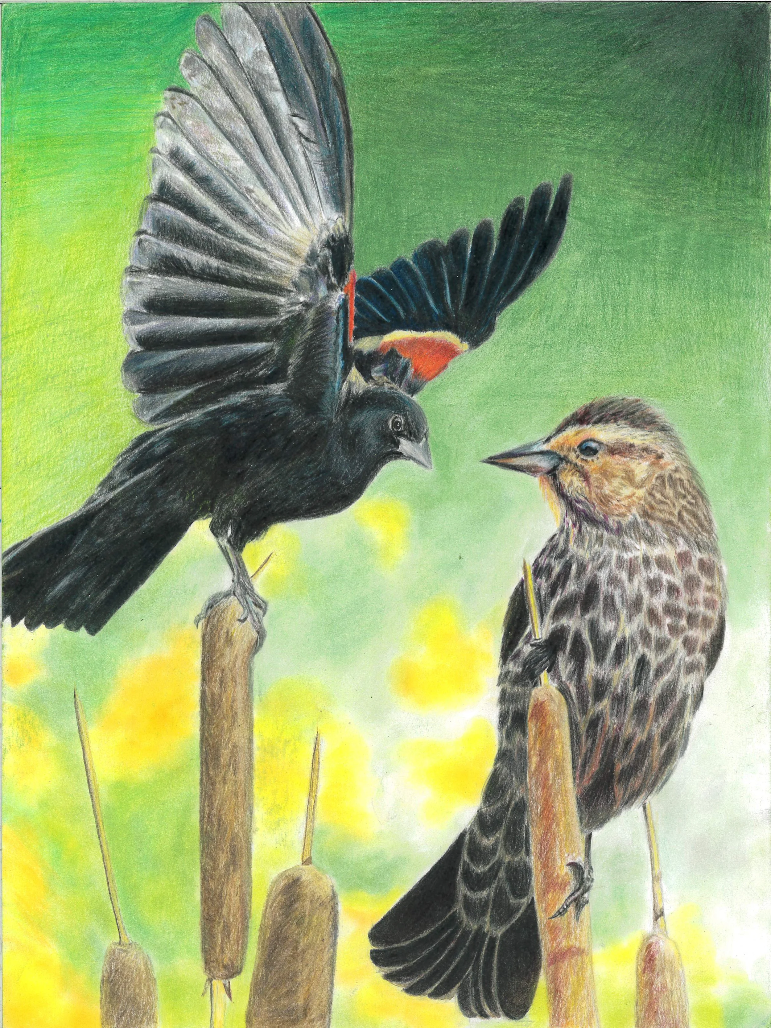 2024 Songbird Entry Form | Participate Now - Promote Conservation — Art ...