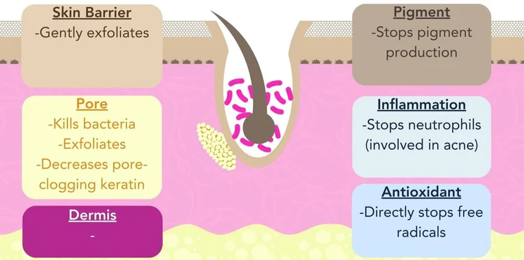 Doctor’s Note: Your Easy + Essential Guide to Azelaic Acid