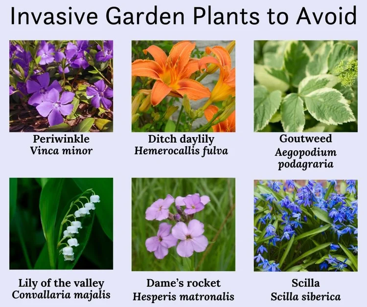 What are invasive plants? — Reconnect
