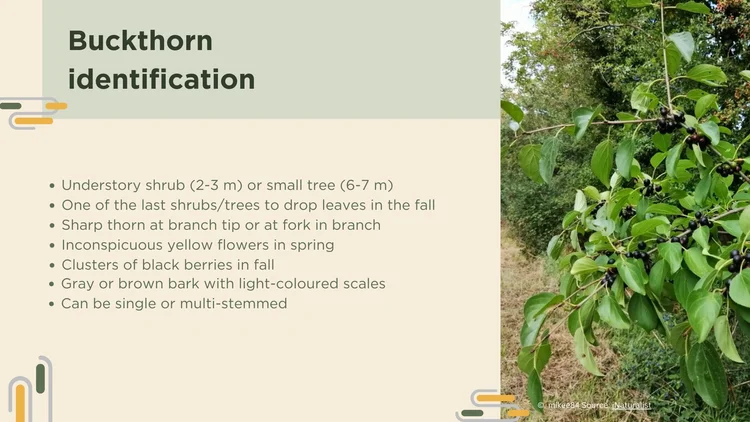 How to Manage European Buckthorn — Reconnect
