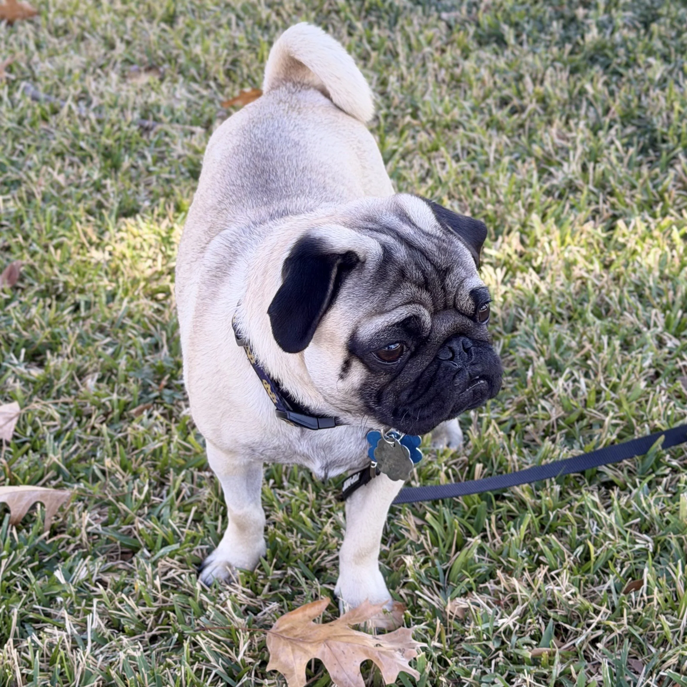 Little Richard — DFW Pug Rescue