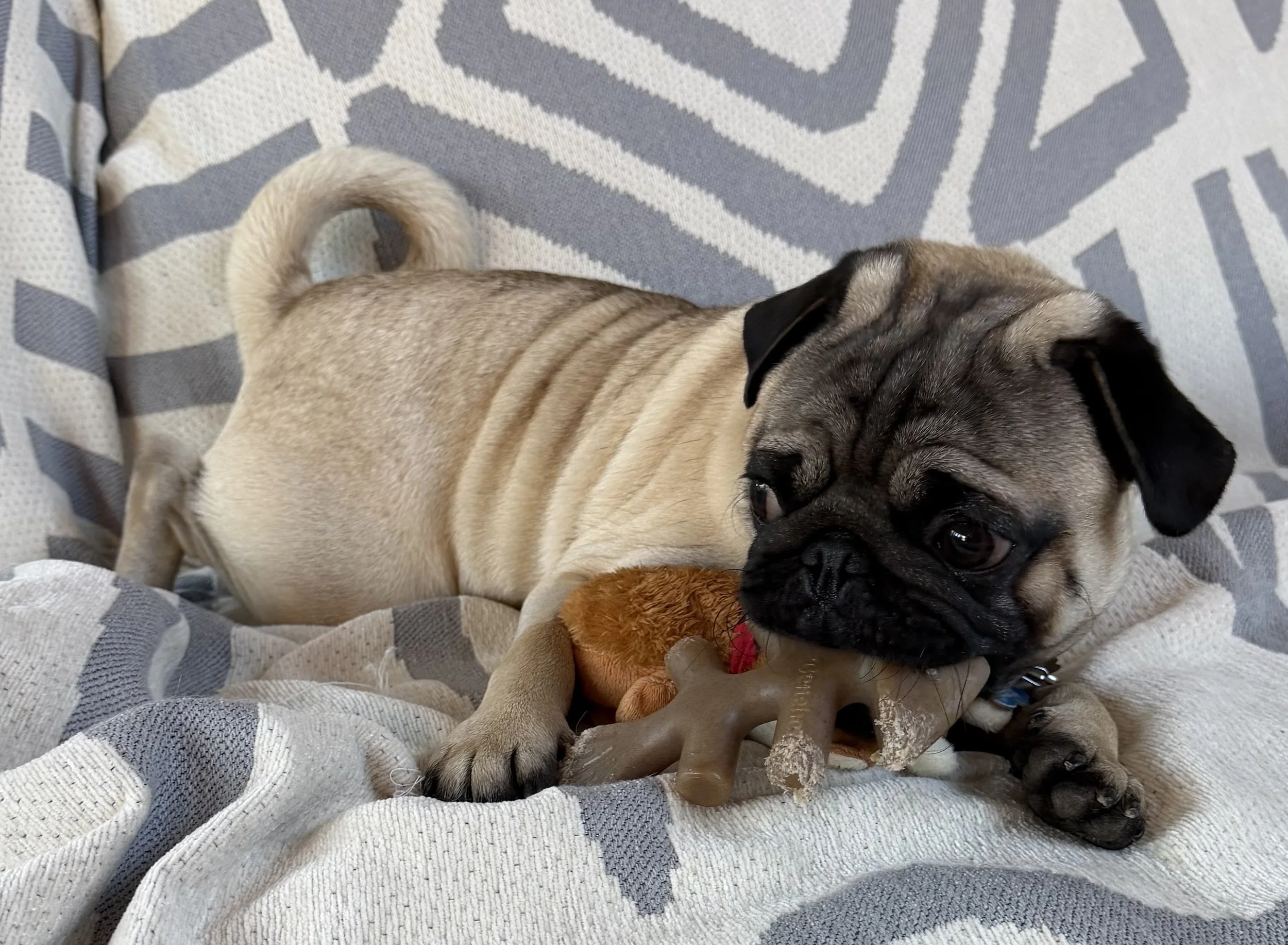 Little Richard — DFW Pug Rescue