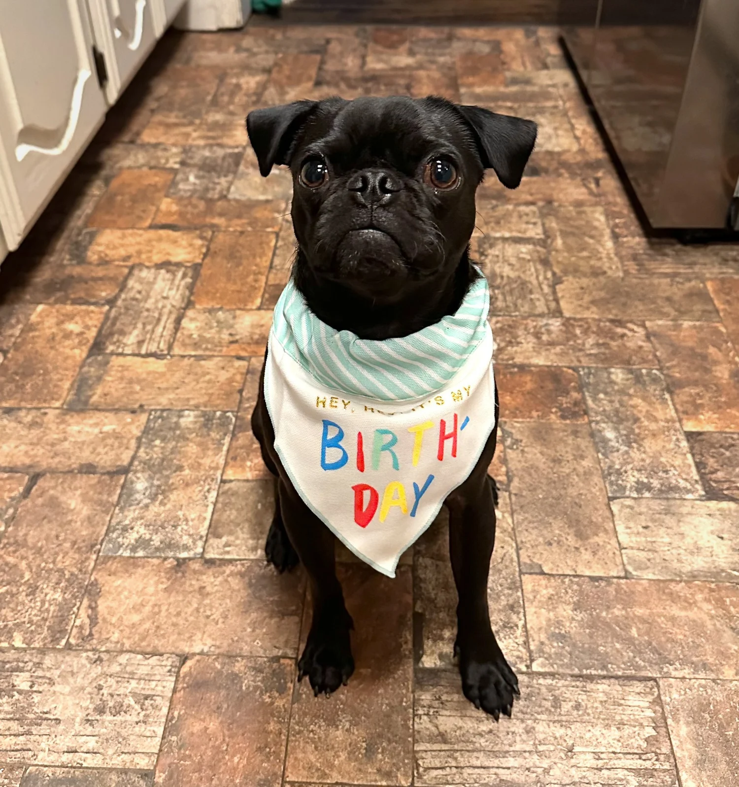 DFW Pug Rescue