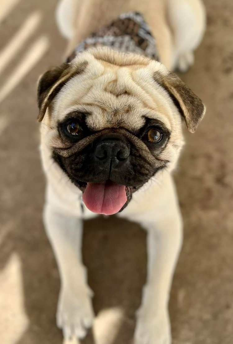 About the Rescue | Support Pug Rescue Today — DFW Pug Rescue