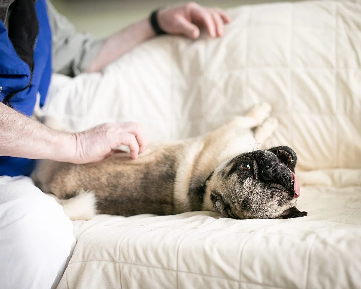 About the Rescue | Support Pug Rescue Today — DFW Pug Rescue