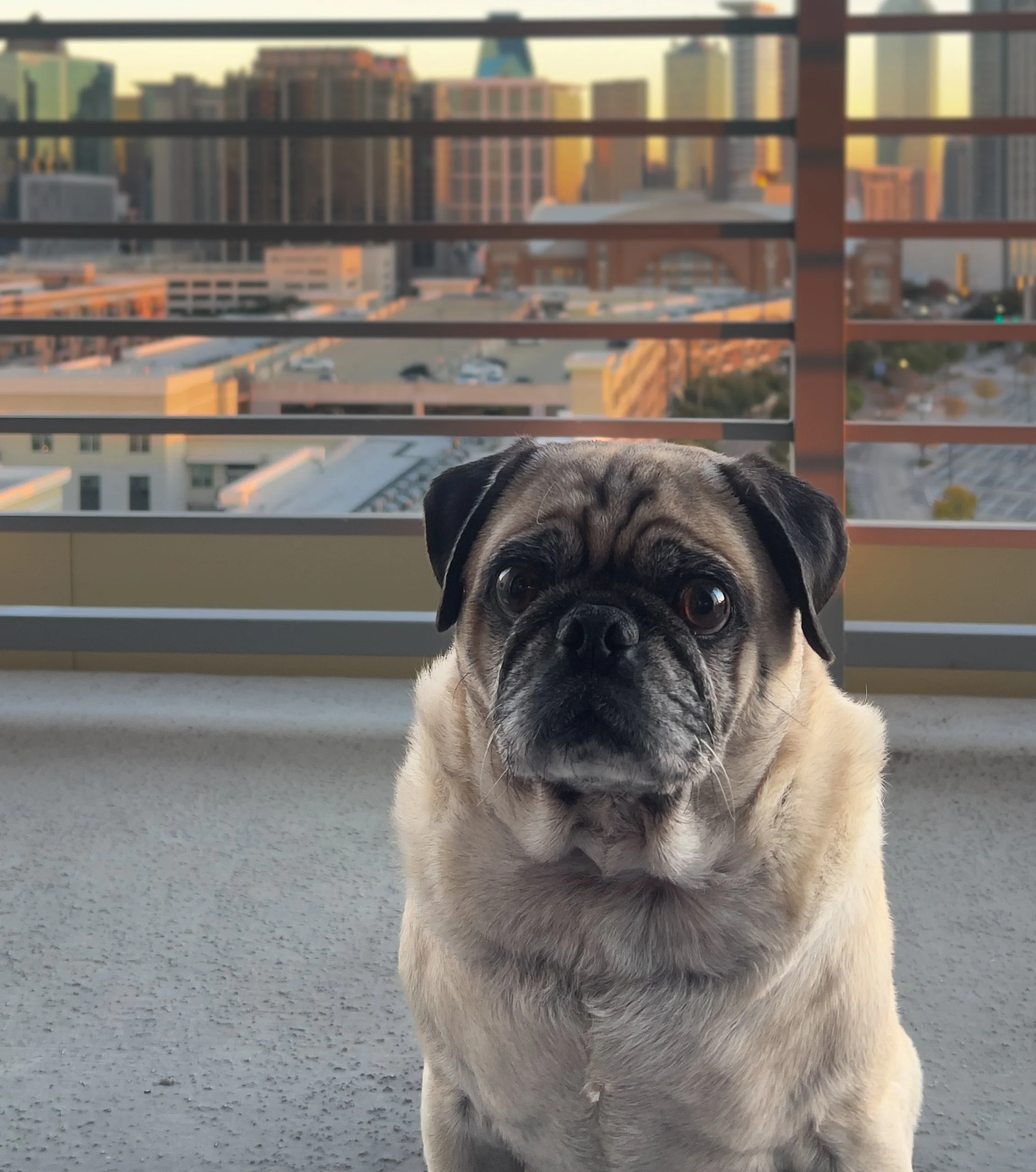 About the Rescue — DFW Pug Rescue