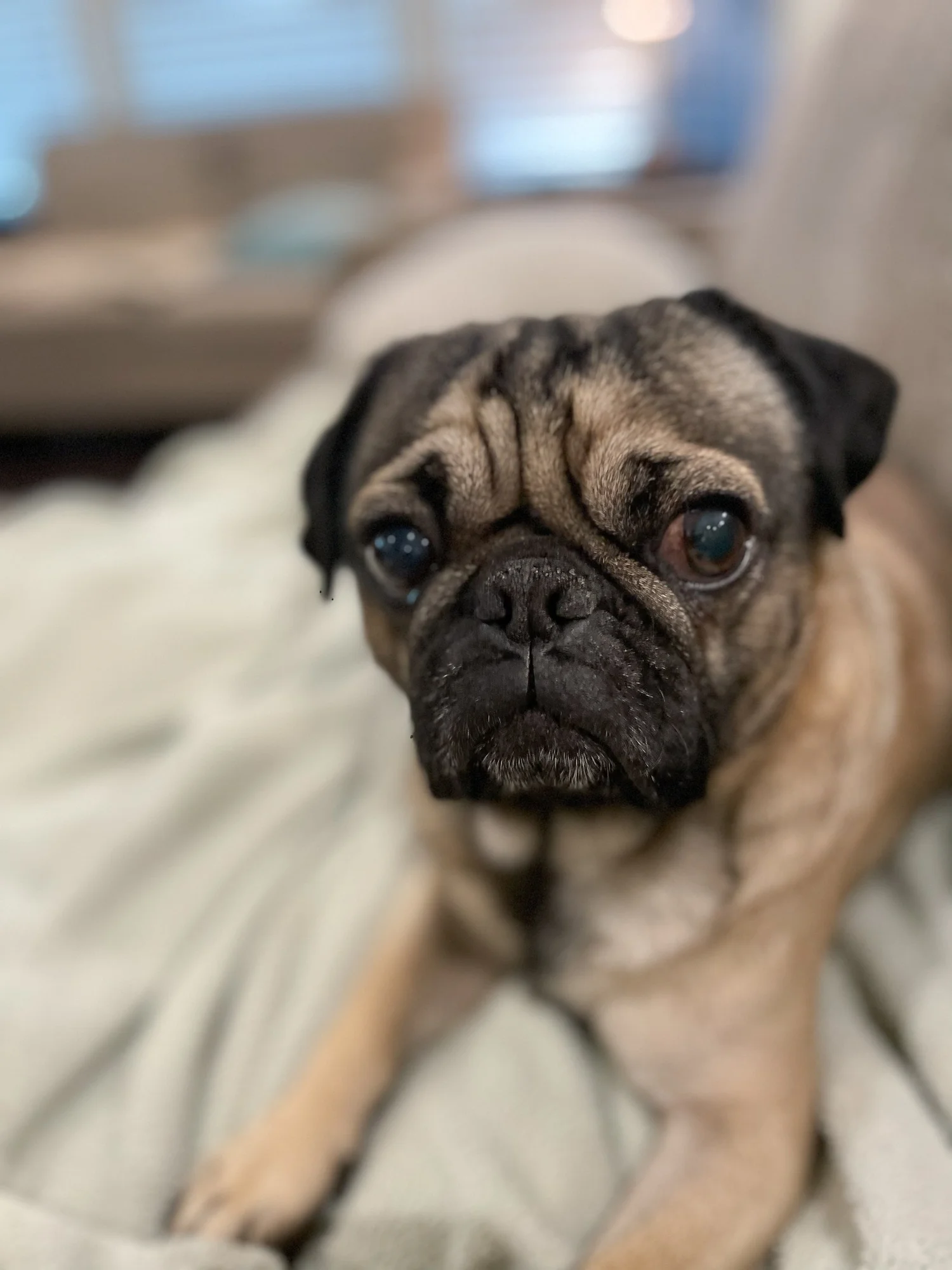 About the Rescue — DFW Pug Rescue