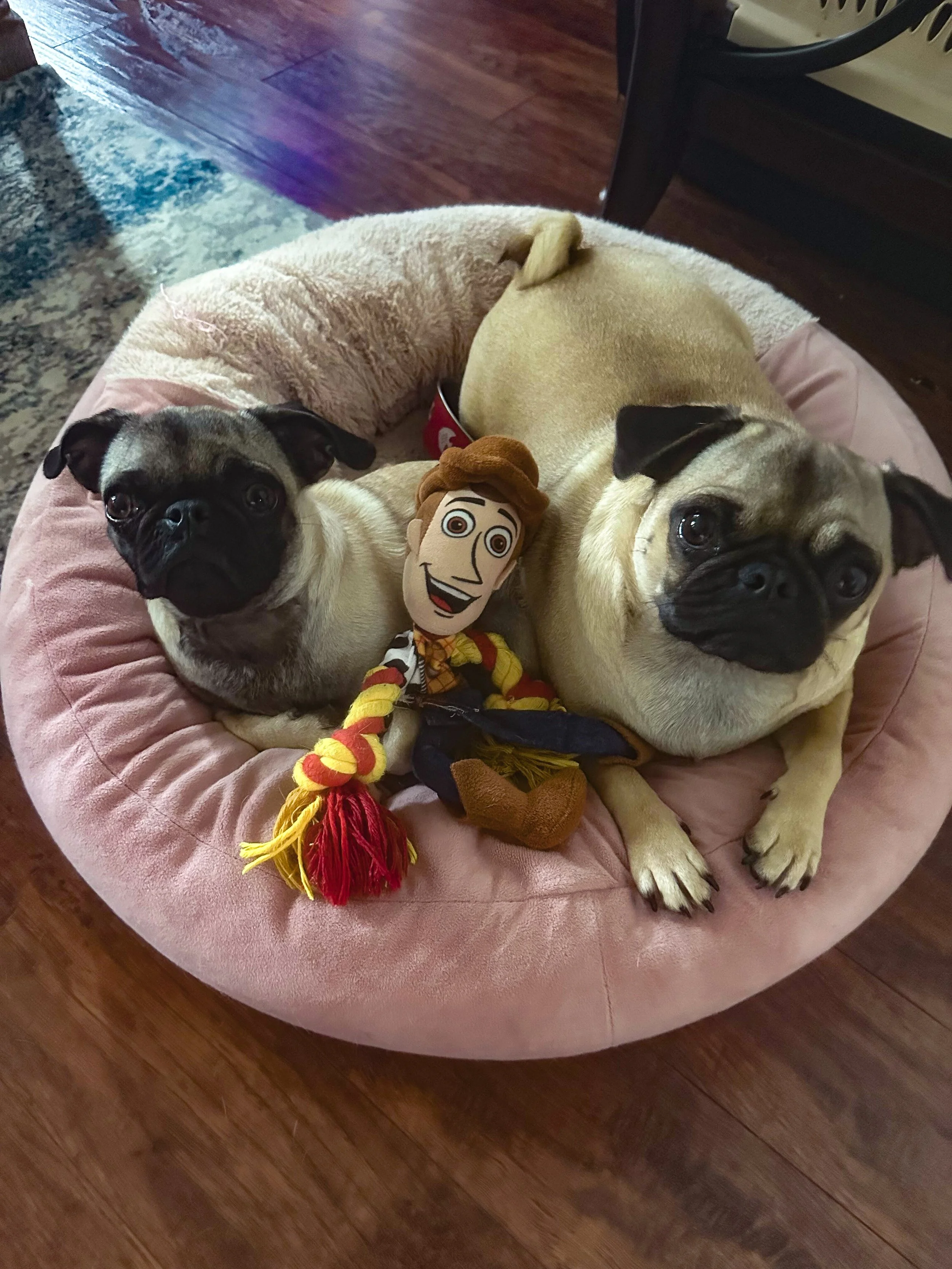 Ways to Give — DFW Pug Rescue