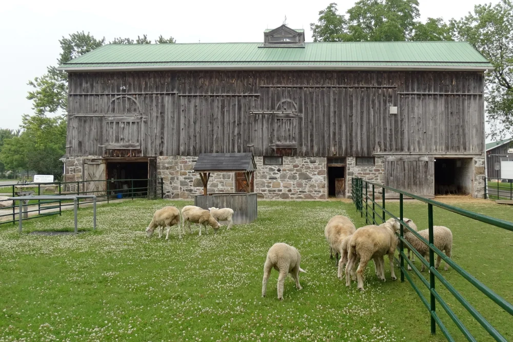 Wind Reach Farm — Ontario Fibreshed