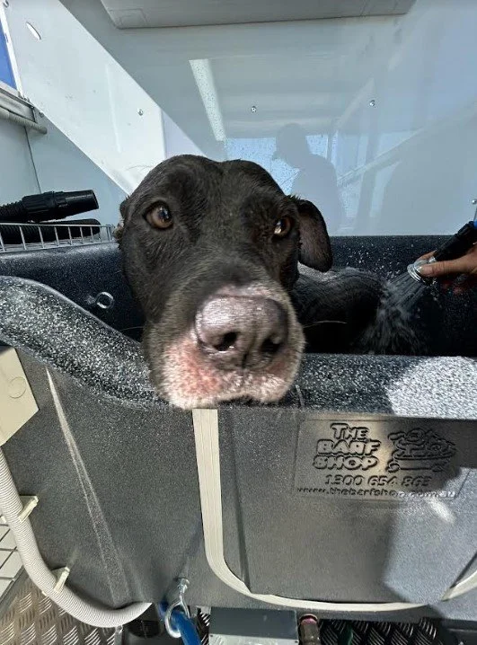 Alpha Mobile Dog Wash - Sunshine Coast