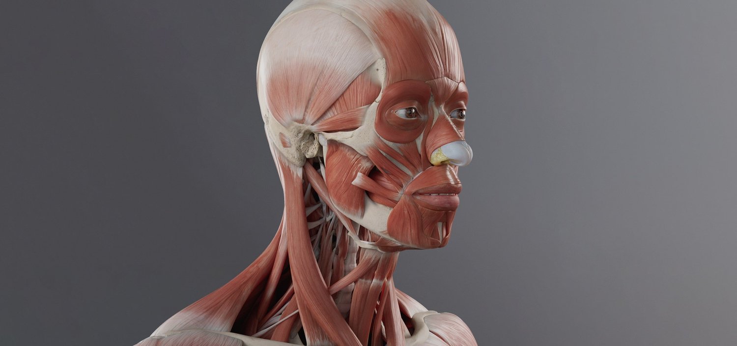 3d Anatomy Model | Rigged 3d Anatomy Model | Atomedge