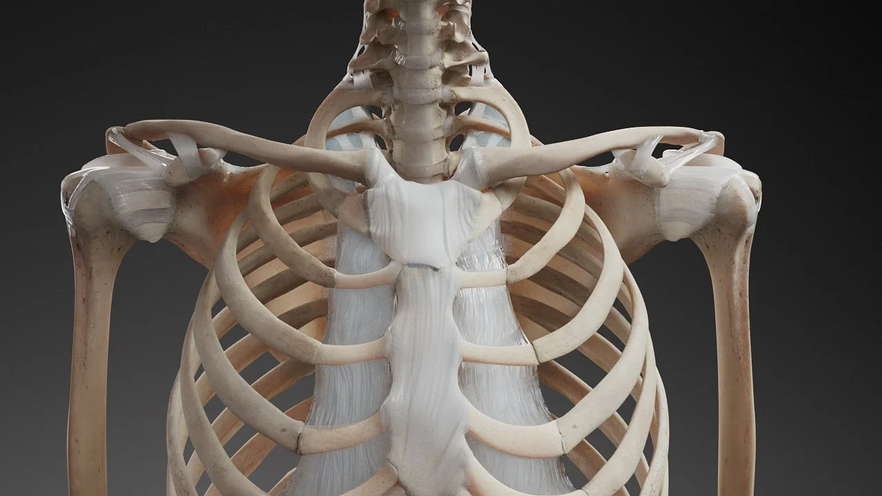 The Worlds Most Advanced 3D Anatomy Models - Atomedge