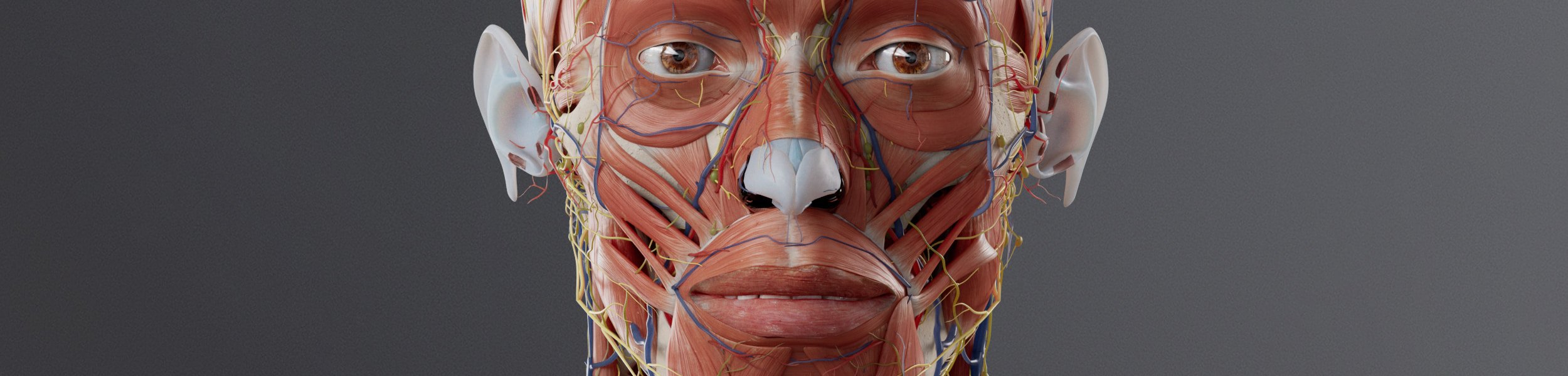 Atomedge Tommy™ - Medically Accurate 3d Models - Atom Edge — Atomedge