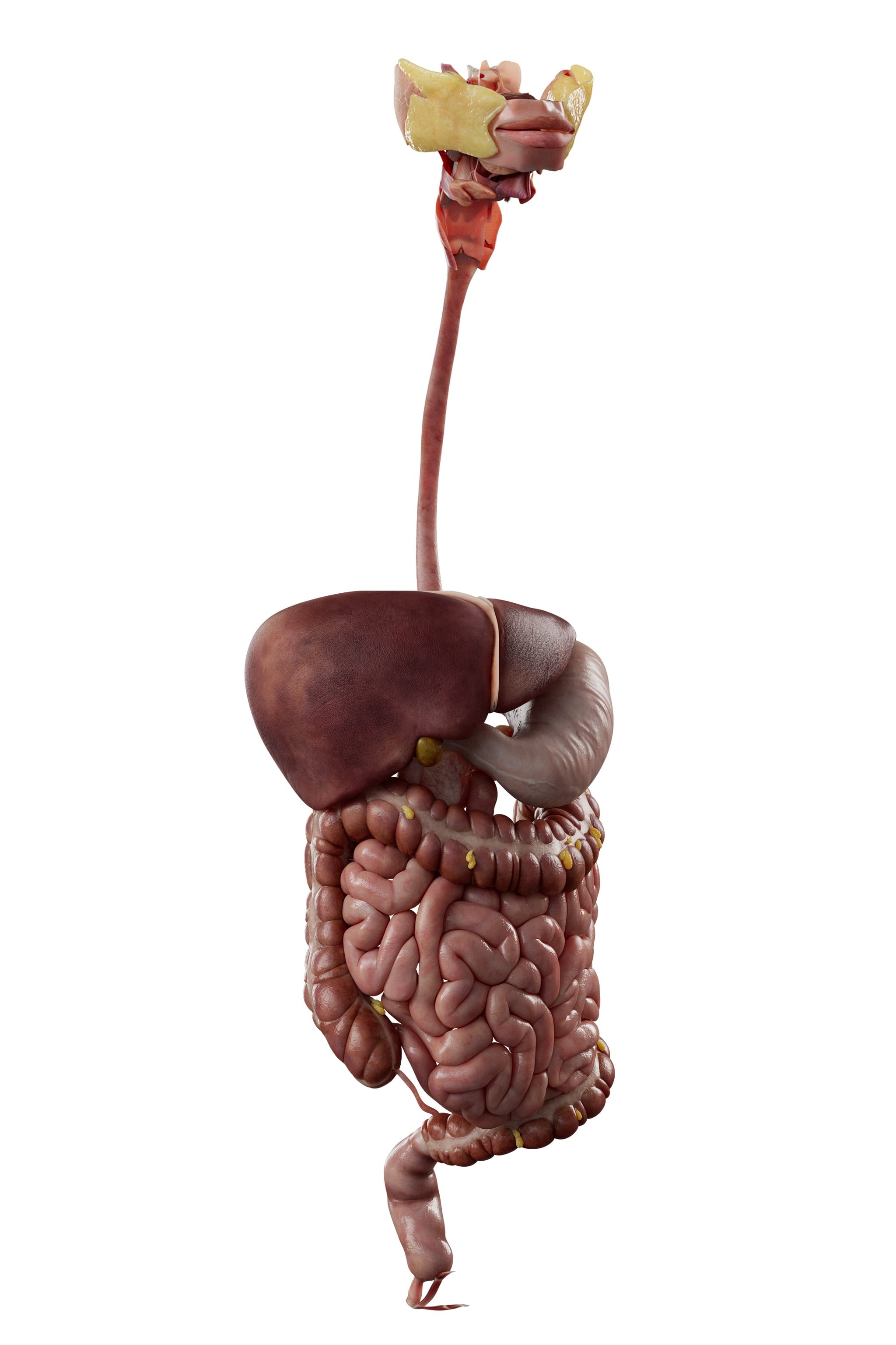 Atomedge Tommy™ - Medically Accurate 3d Models - Atom Edge — Atomedge
