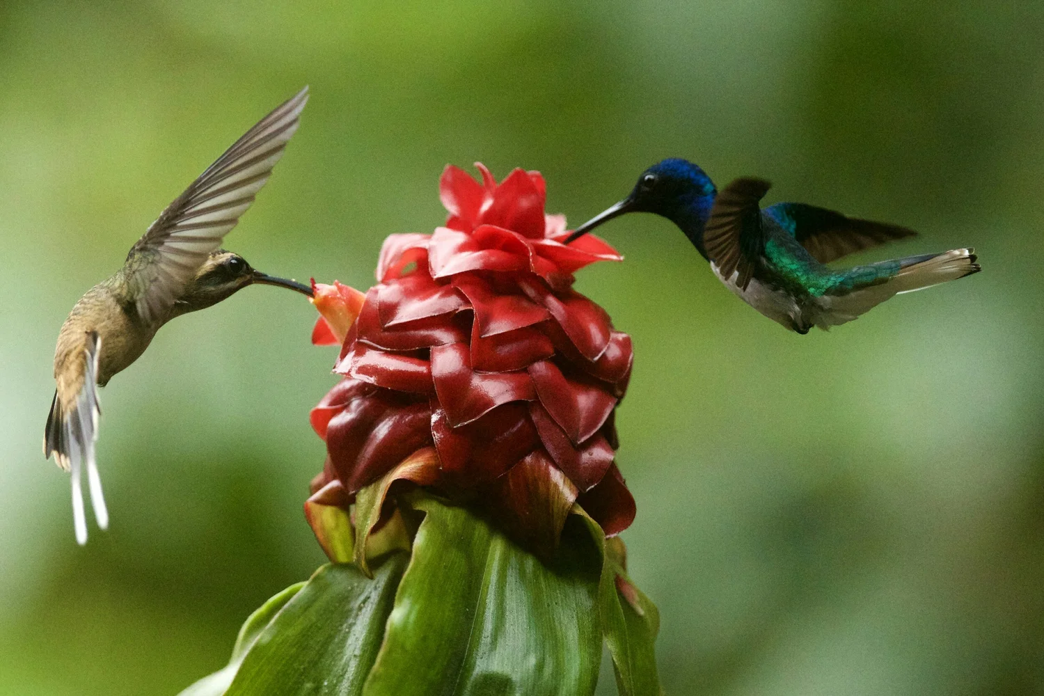 Antbird Tours | Explore Birds Today – Join Our Tours