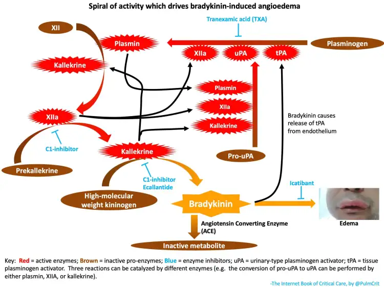 Anaphylaxis and Angiodema — Fundamentals of Critical Care ...