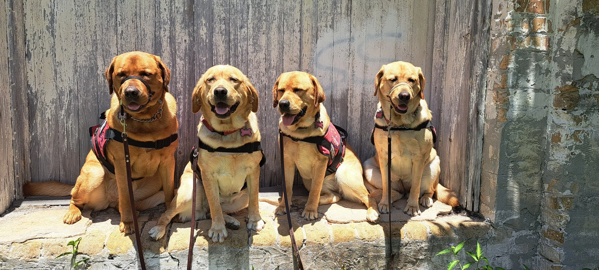 Services — Patriot Service Dogs