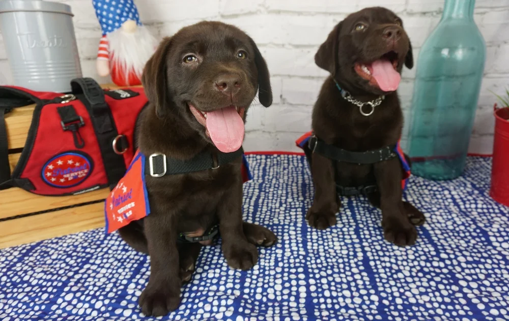 PSD Our Story — Patriot Service Dogs