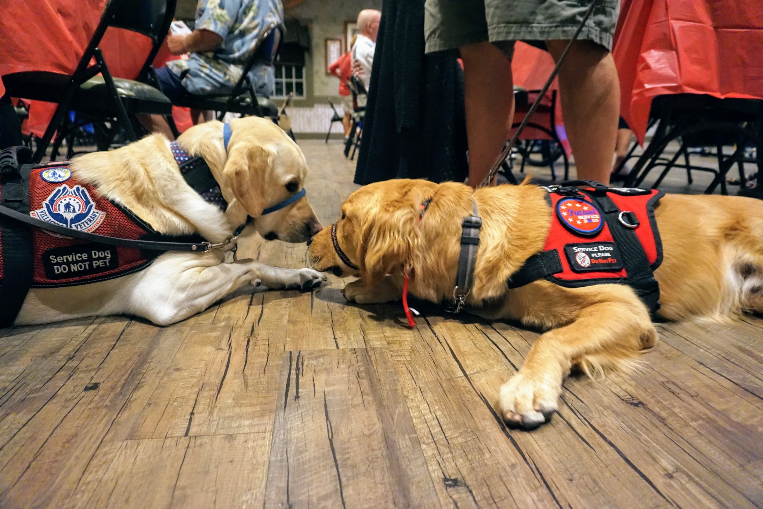 How to Apply — Patriot Service Dogs