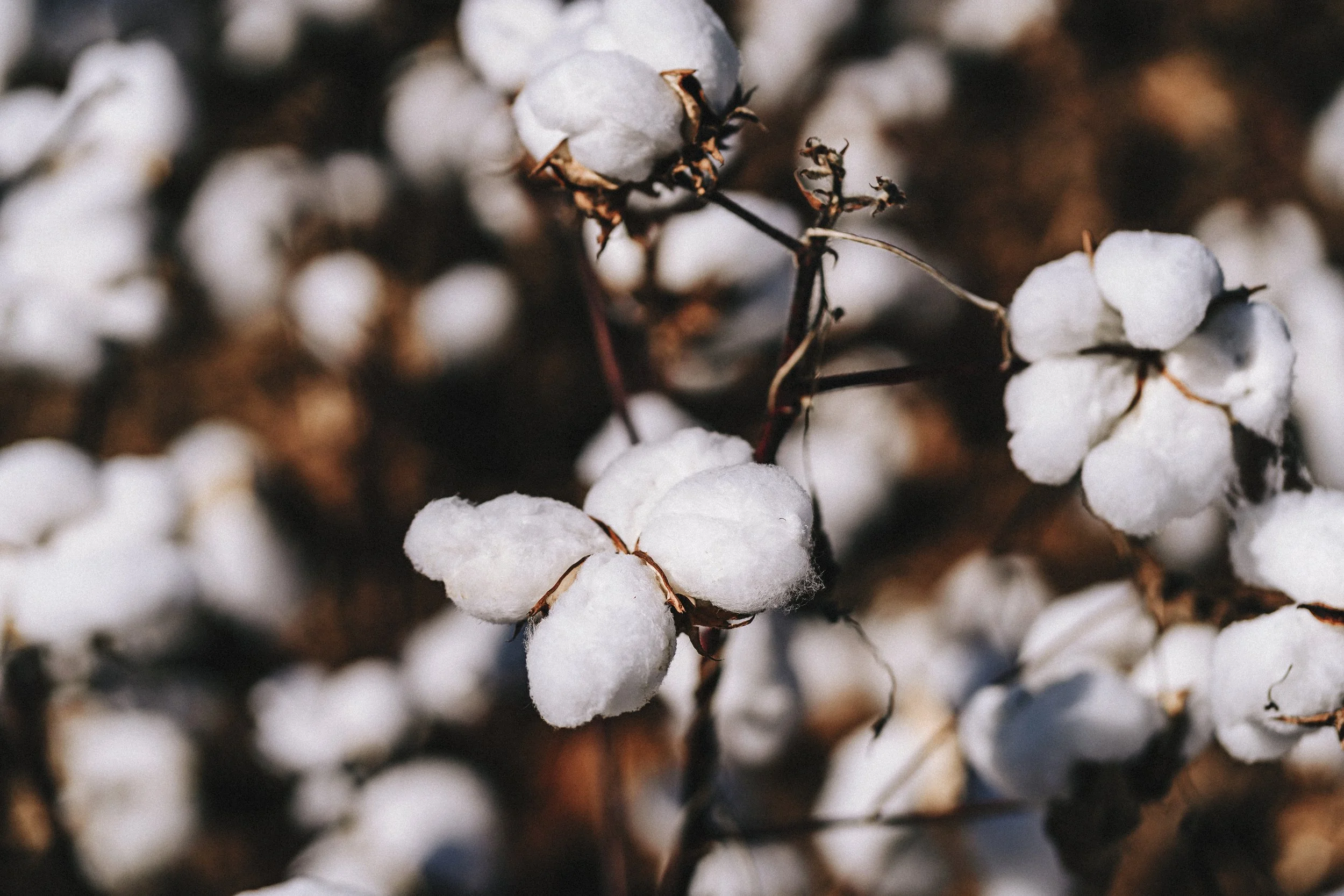 Bridgeforth Farms — Bridgeforth