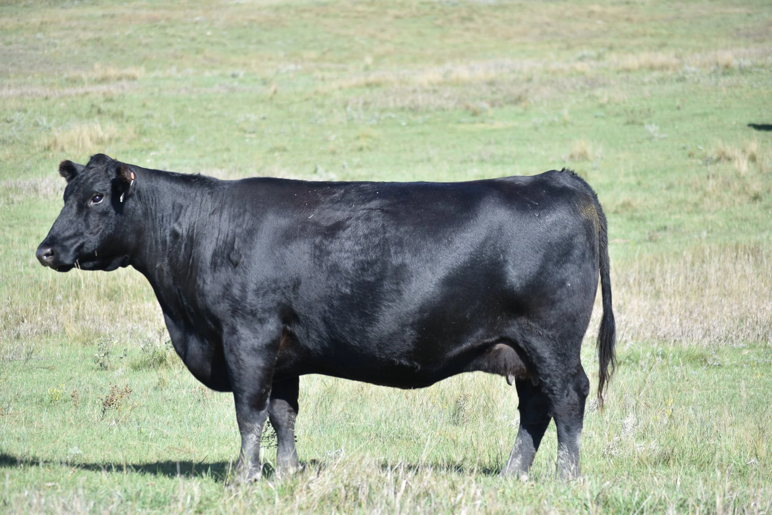 Cow Herd — Duppong's Willow Creek Angus