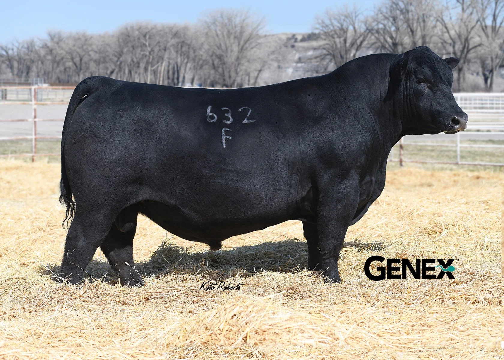 Current Sires — Duppong's Willow Creek Angus