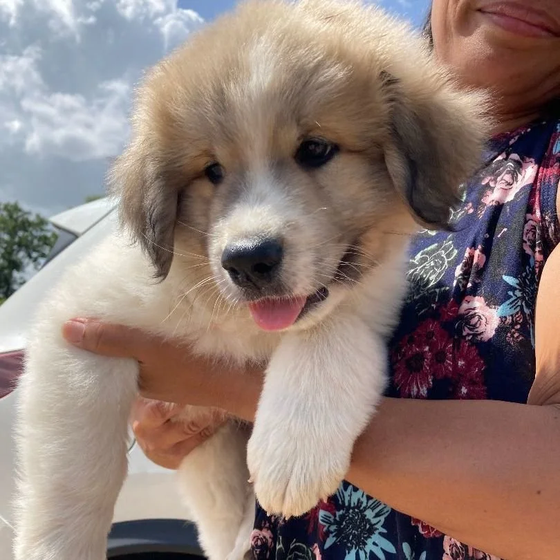 About 1 — Twilight Tails Rescue