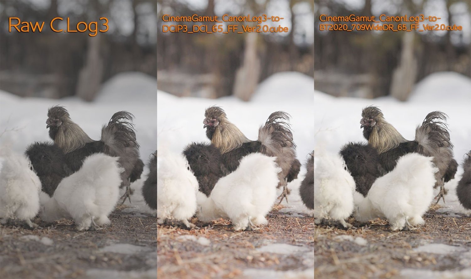 Free Luts For Canon R5 CLog Log2 & Log3 — Pocket Macro