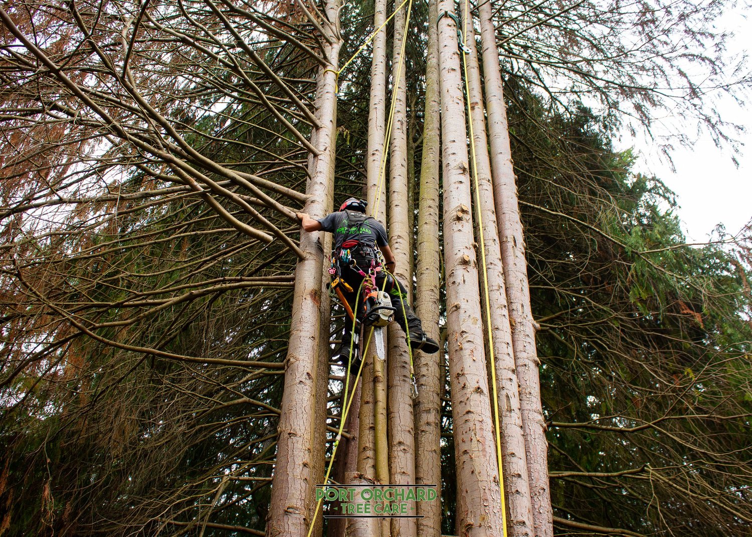 Port Orchard Tree Care