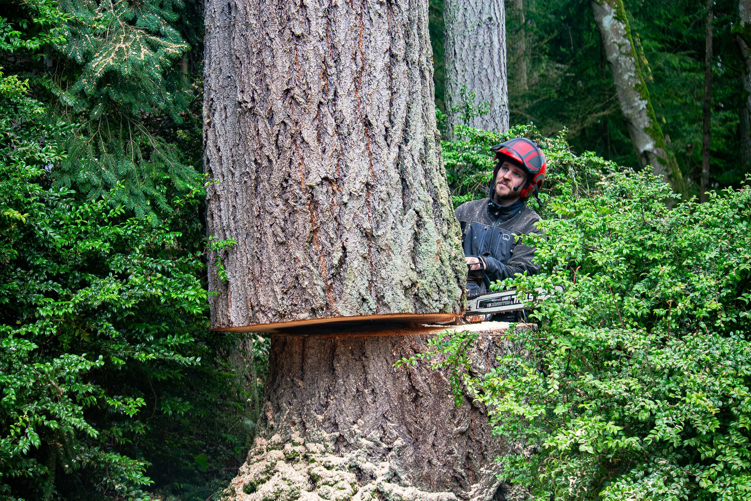 Port Orchard Tree Care