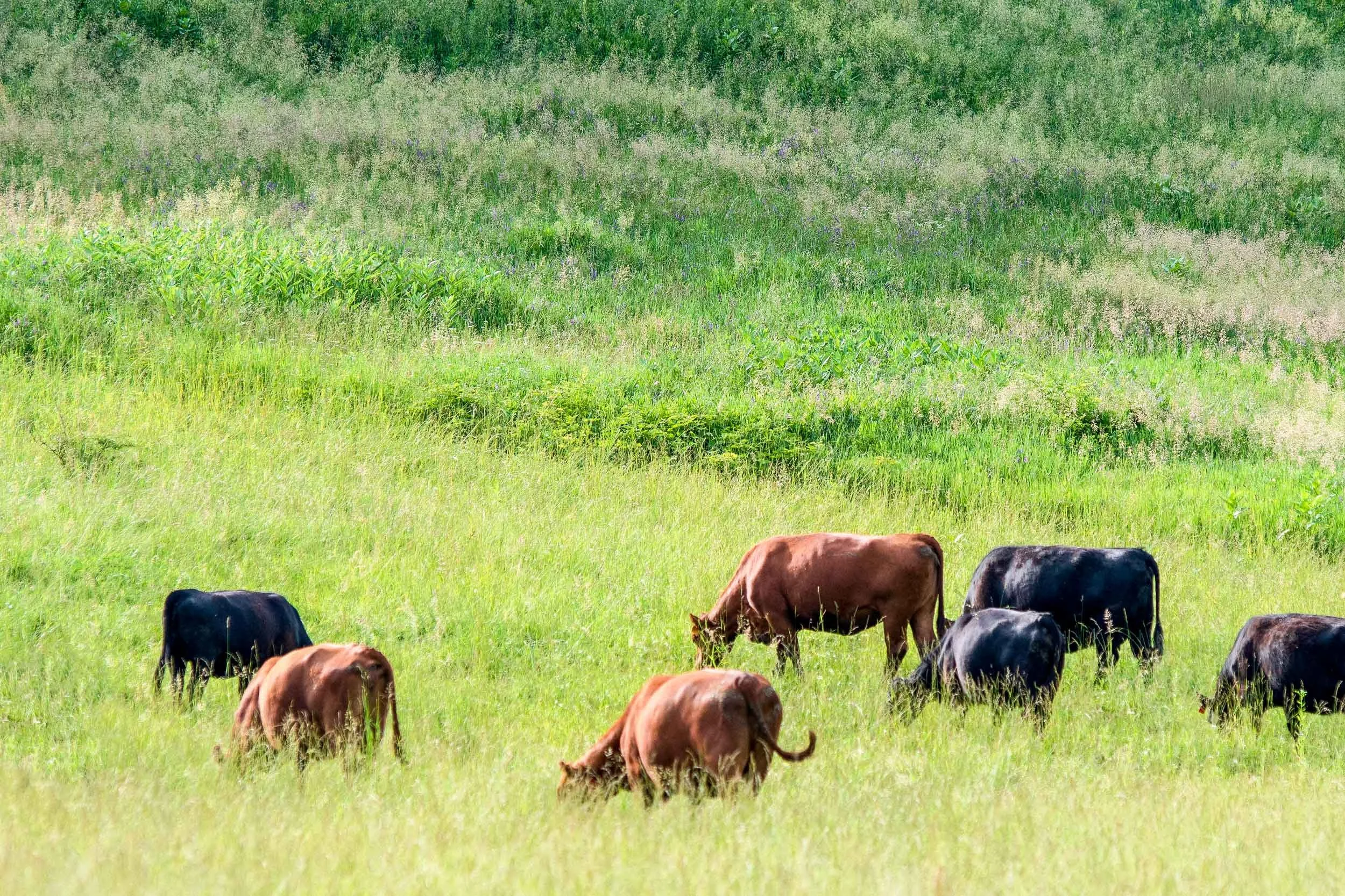100% Grass-Fed And Finished Beef | Drumhiller Farms