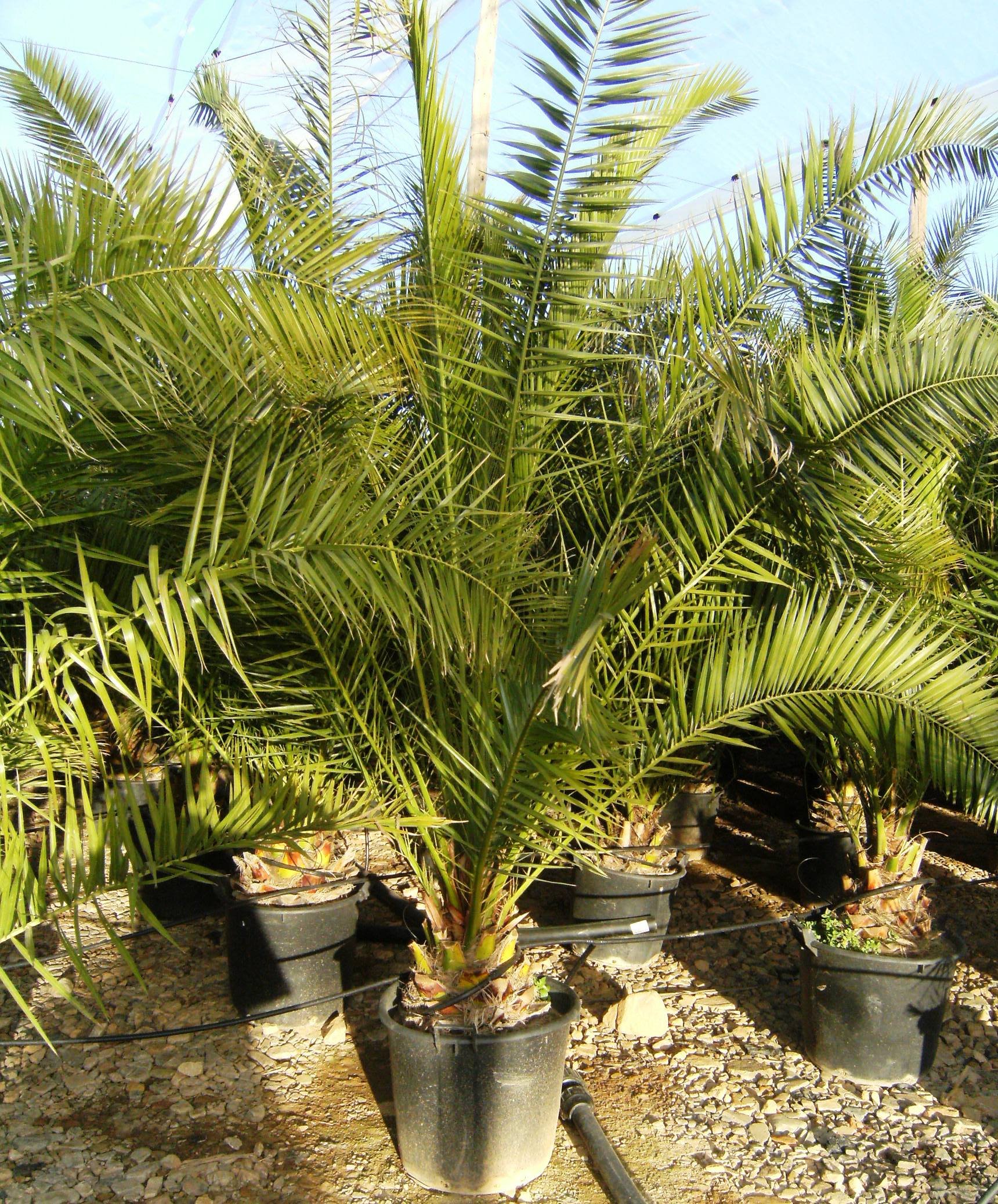 Phoenix canariensis — Viorcam