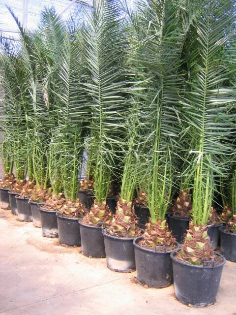 Phoenix canariensis — Viorcam