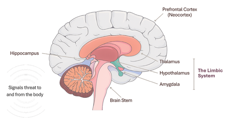 Trauma Informed and Trauma Responsive Care — Imroc