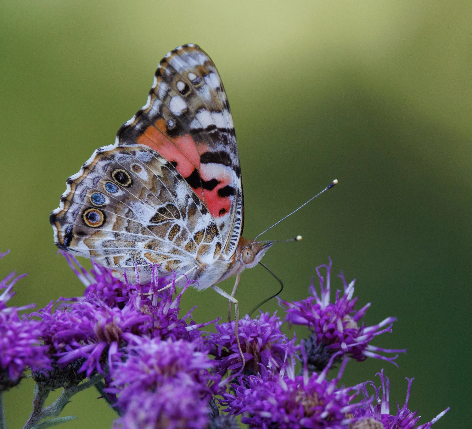 Forest School Programs — Friends of Rye Nature Center
