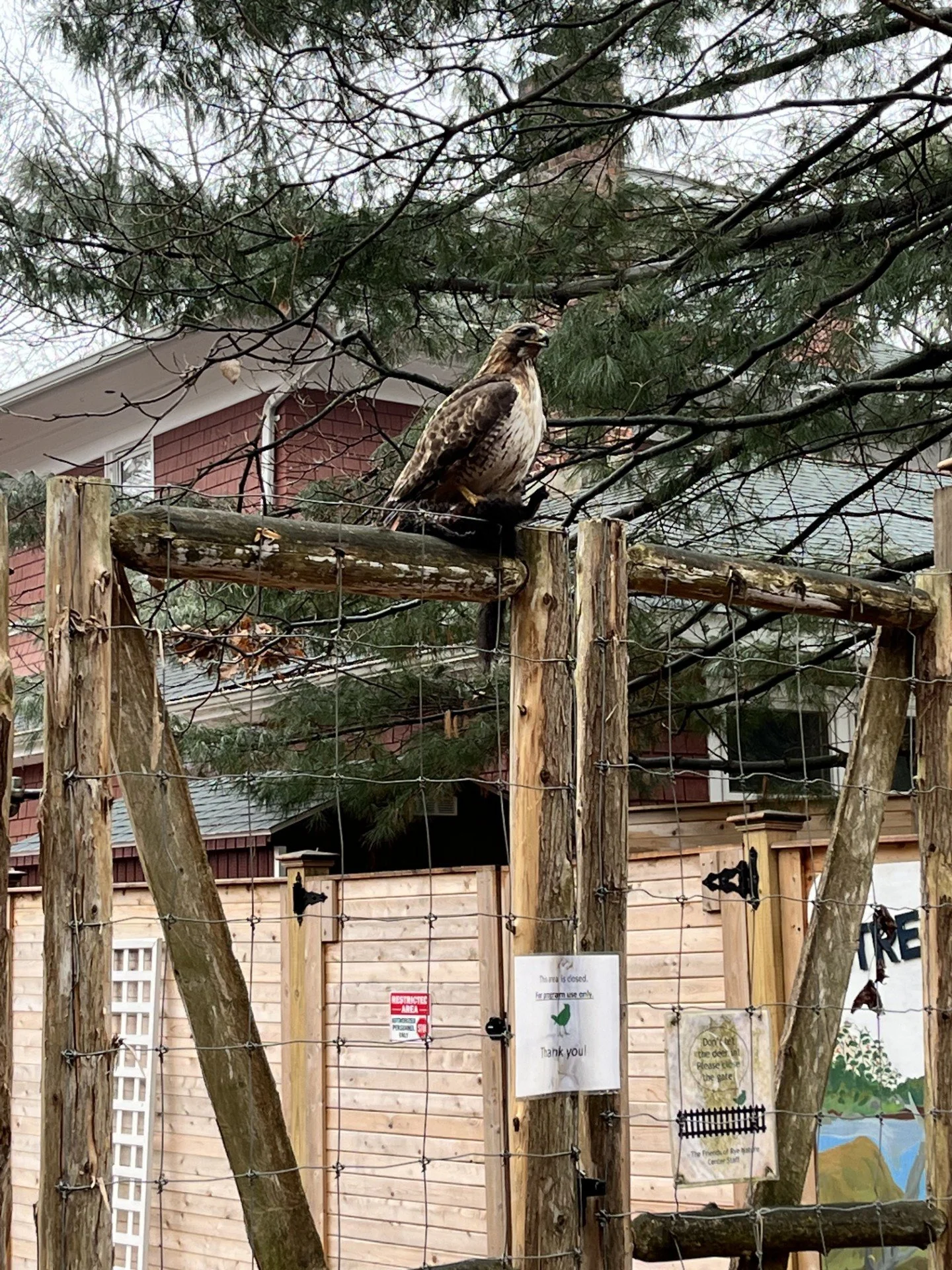 Hawk Watch! Best Times, Locations, and Tips for Spotting Birds of Prey ...